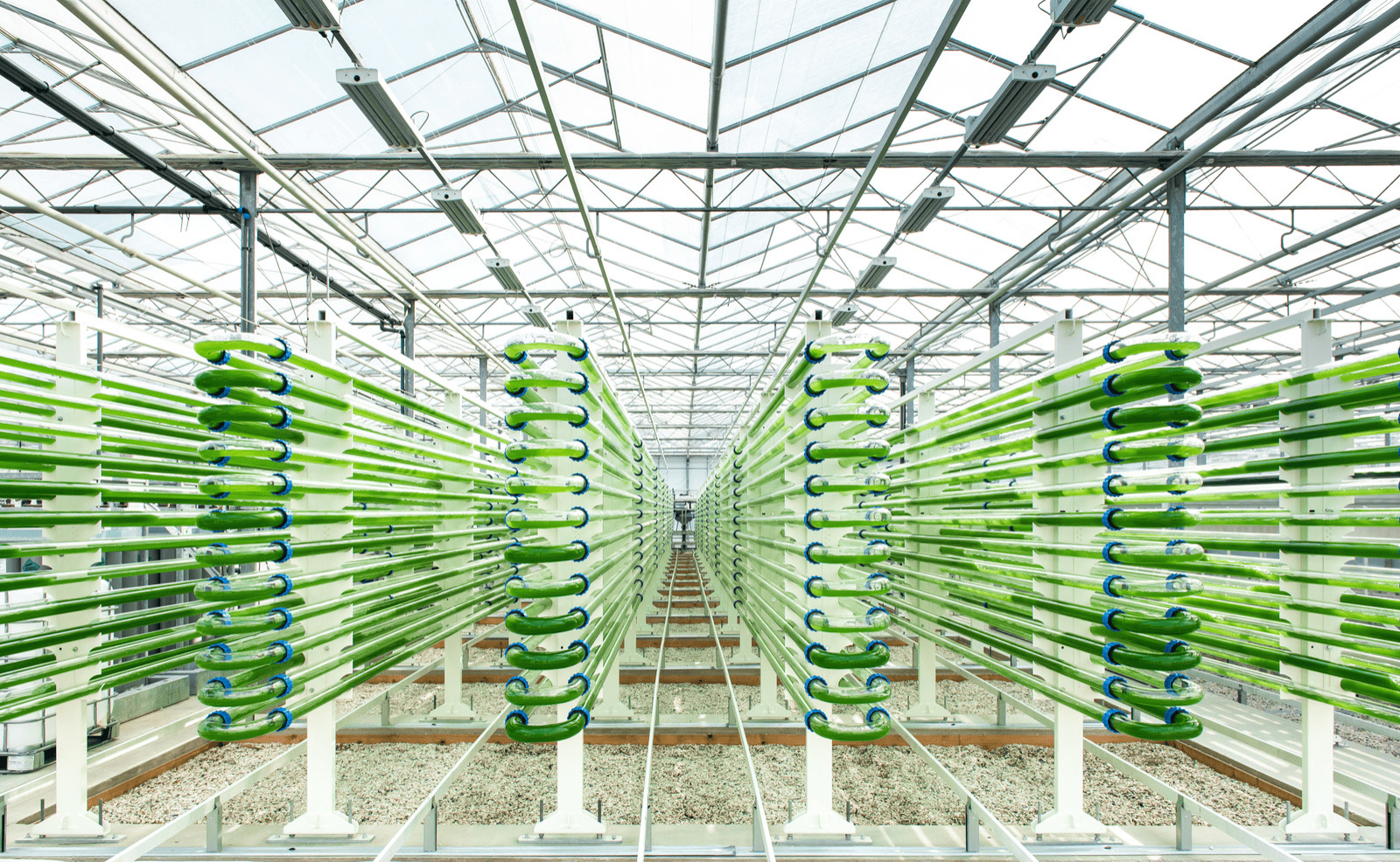 Lgem: Innovative algae cultivation technology for sustainable and ...